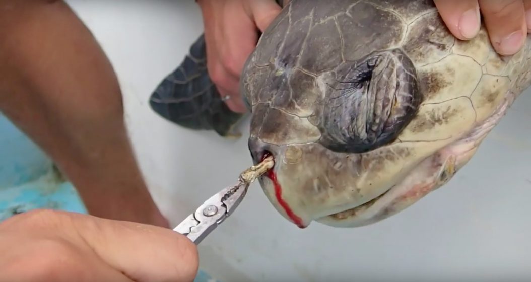 The Plastic Straw And How It Is Killing Our Oceans